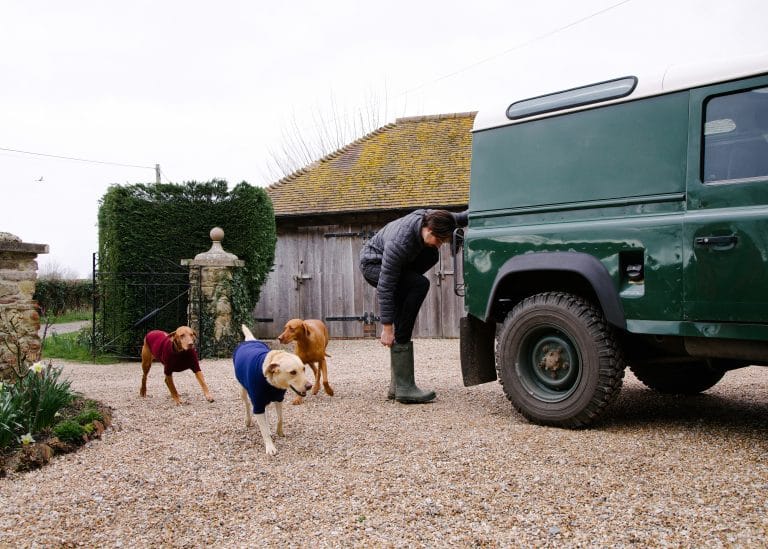 Merlin Dogs - British-Made Dog Collars, Leads and Accessories